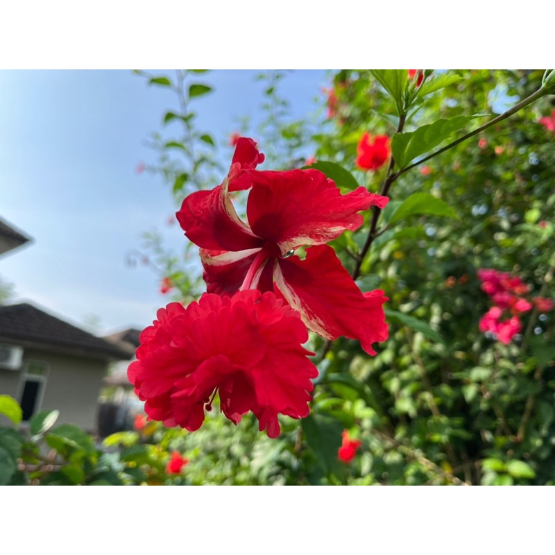 5 keratan pokok bunga raya berlapis merah | Shopee Malaysia