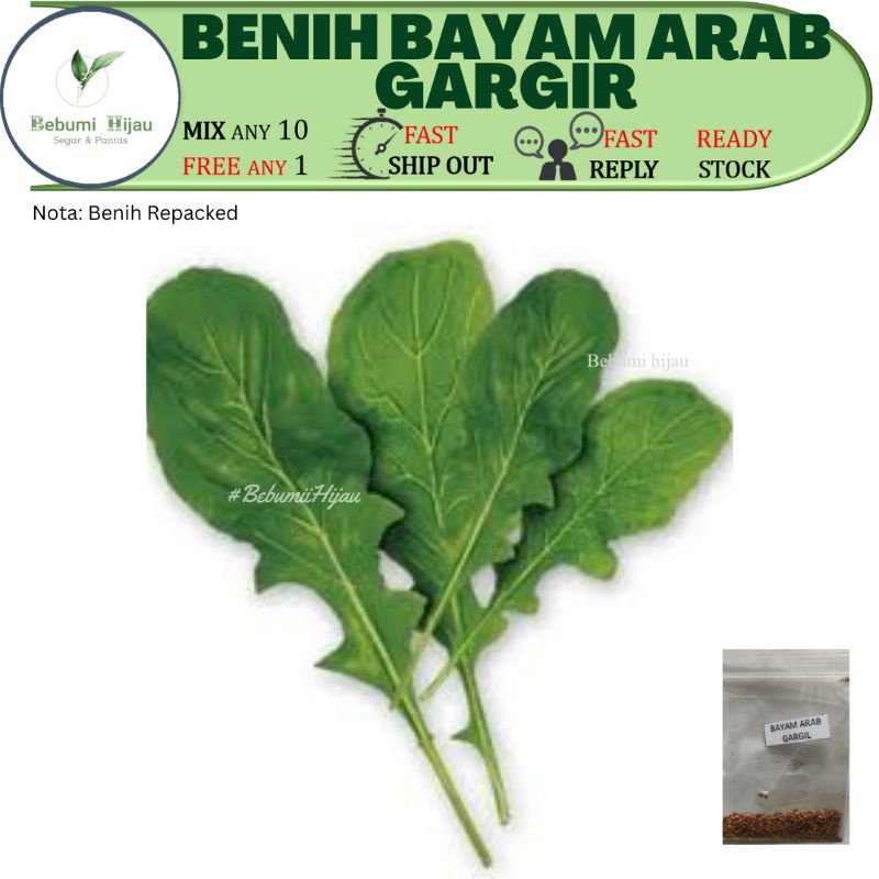 100++ BENIH GARGIR GARGIL BAYAM ARAB arugula anggaran 0.7 gram seeds ...