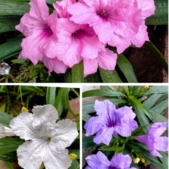 Pokok Bunga Ruellia / Rulia / Mexican Petunia / Petunia Gurun / Kencana ...