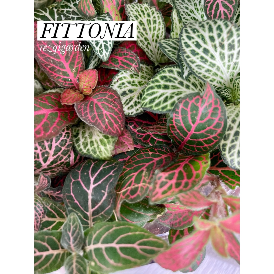 FITTONIA PLANT (bare-root-stem) - RezqiGarden | Shopee Malaysia