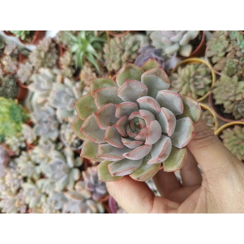 Ready stock菲欧娜 Echeveria Lidia/Echeveria Fiona 多肉植物succulents plants ...