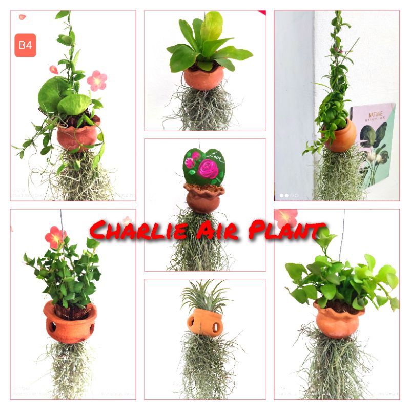 Pokok Hias Gantung Pasu Vase Janggut Adam Hoya Dischidia Ionantha ...