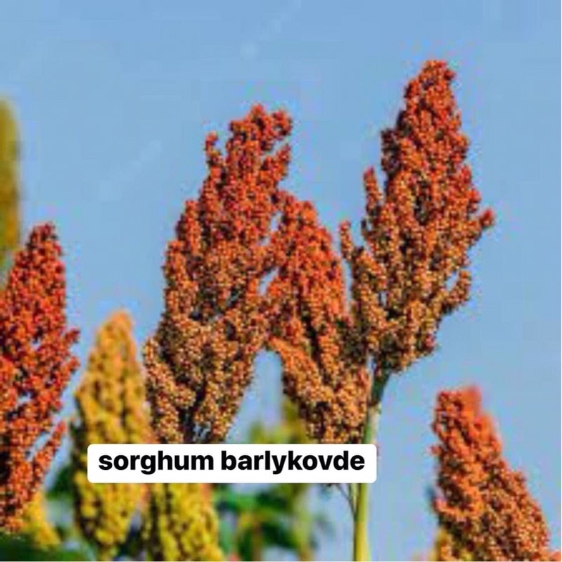 Pokok Sorghum Sekoi Plant rare exotic pokok makan hotselling | Shopee ...