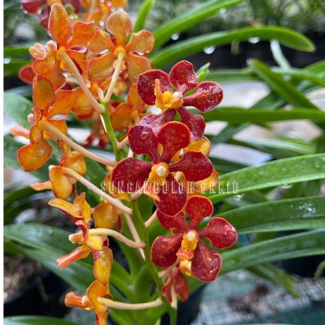 [Fragrant] Vanda Limbata | Baby Size Plant | Shopee Malaysia