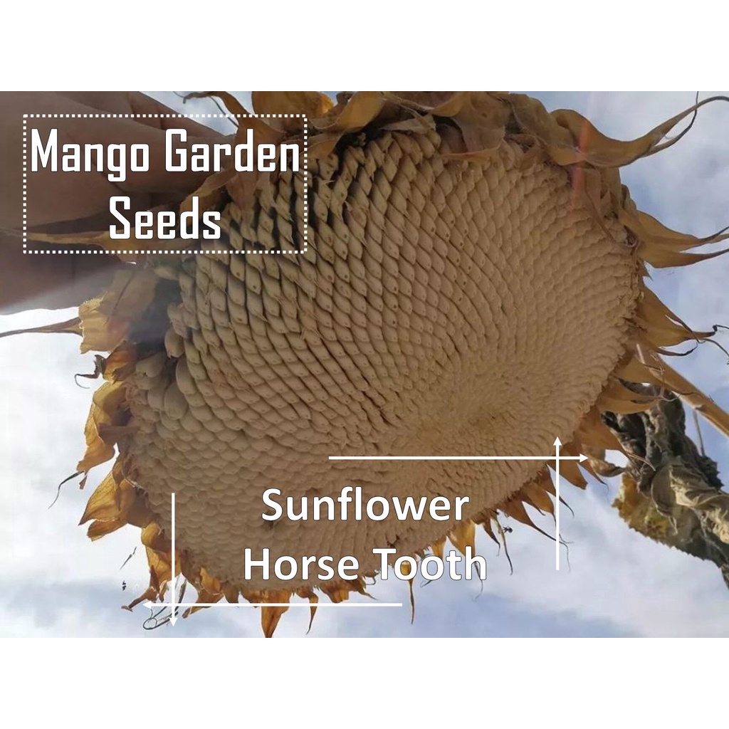 Edible Horse Tooth Sunflower Seeds - 20 Seed *Big Pot* Tanam Pasu Besar ...
