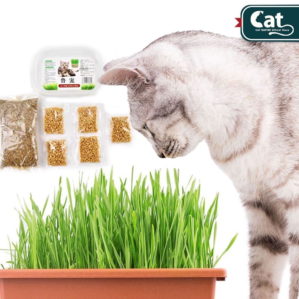 Cat Empire Cat Grass Planting Kit DIY Cat Grass Fast Growing Wheatgrass ...