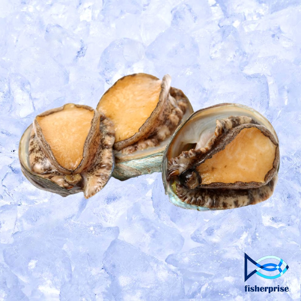 Frozen Abalone With Shell 冷冻鲍鱼(带壳) 12pcs | Shopee Malaysia
