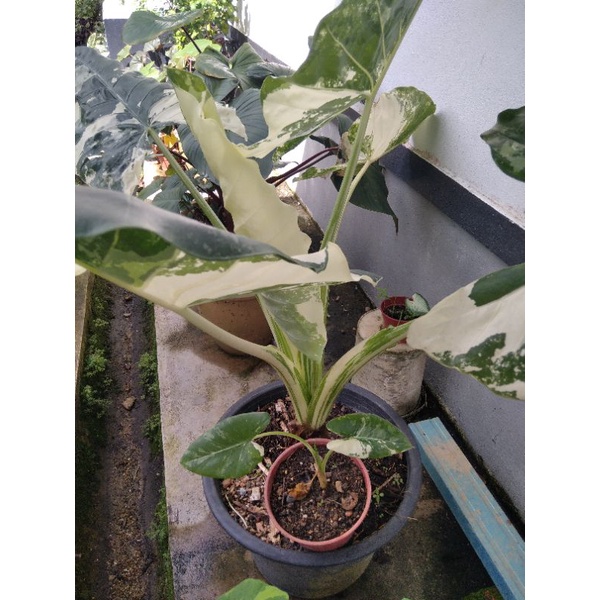KELADI ALBINO GRED AAA (anak pokok dalam pasu kecil) | Shopee Malaysia