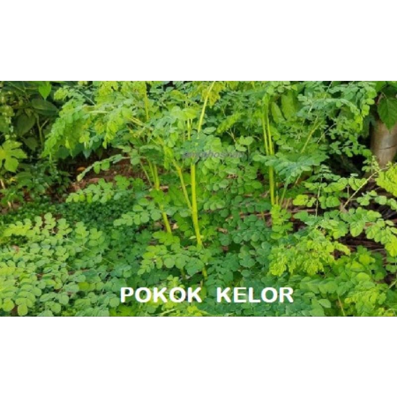 Pokok Kelor Anak Pokok/Moringga | Shopee Malaysia