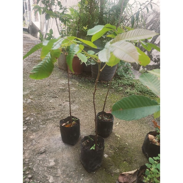 POKOK LONGAN BRAZIL MERAH/HITAM | Shopee Malaysia