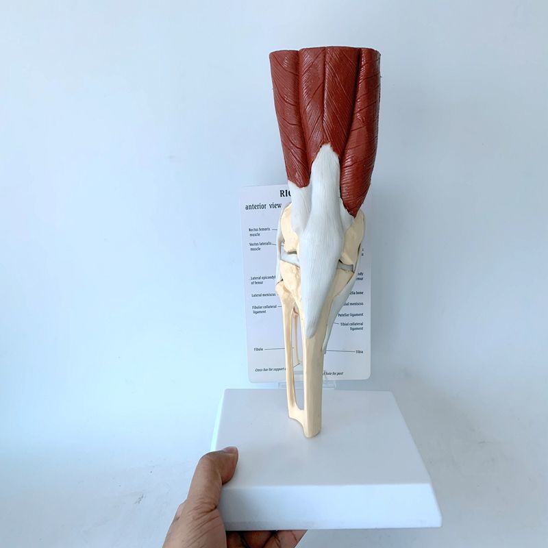 Human knee joint model with muscle ligament knee tendon one-to-one ...
