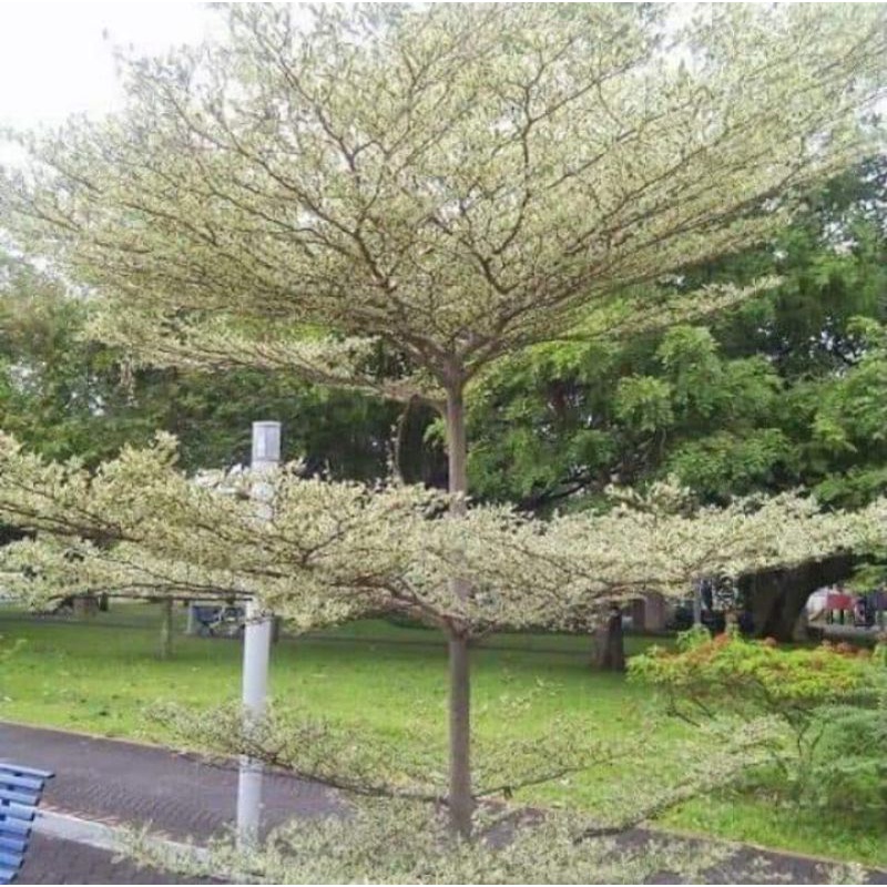 Anak pokok Bucida putih | Shopee Malaysia