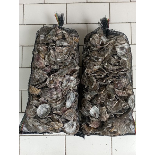 Oyster/clam Shells/Filter Media | Shopee Malaysia