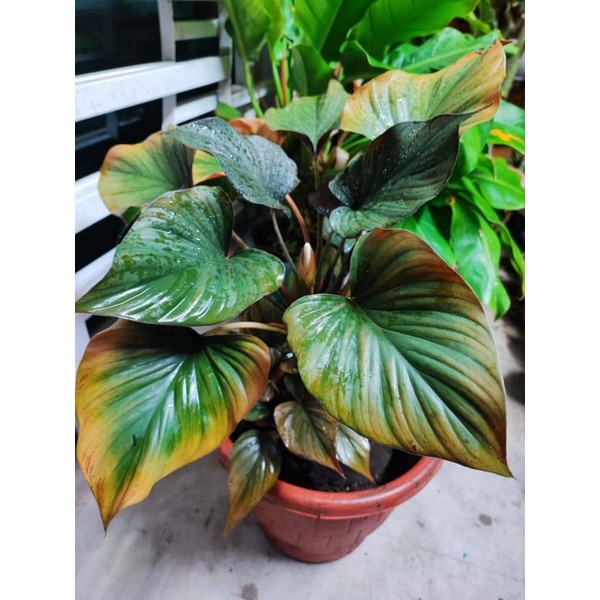KEMOYANG HITAM KELADI KEMOYANG HITAM HOMSLOMENA SP LIVE PLANT POKOK ...