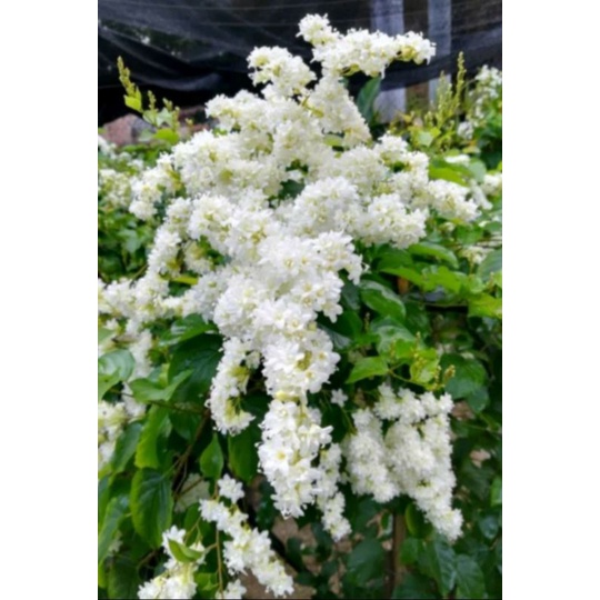 Pokok Porana Snow Vine ( Bunga Putih Salju) | Shopee Malaysia