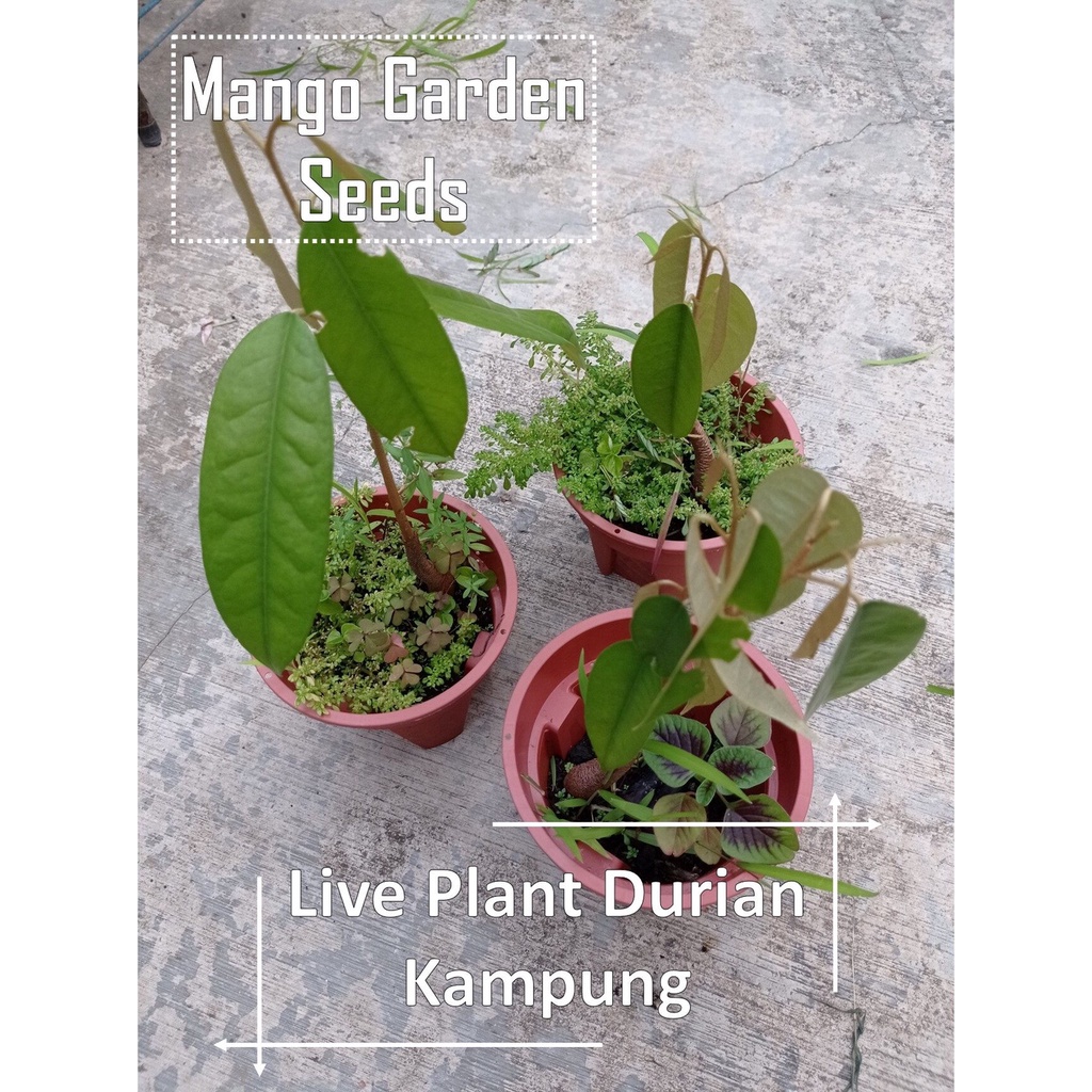 Anak Pokok Durian Kampung Sudah Stabil Live Plant Durian Kampung ...