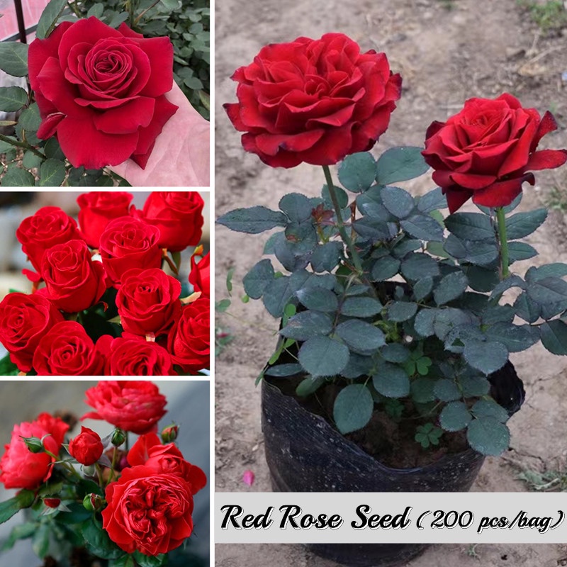 Red Rose Seeds (100pcs/bag) Beautiful Romantic Flower Seeds Bunga Rose ...