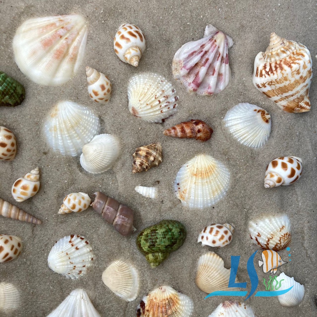 Natural Real Sea Shell Seashell Conch Decor Pet Aquarium Ocean 贝壳 by LS ...