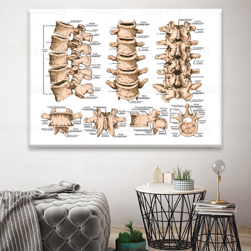 Lumbar Spine Structure Chart Prints Medicine Educational Poster Human ...