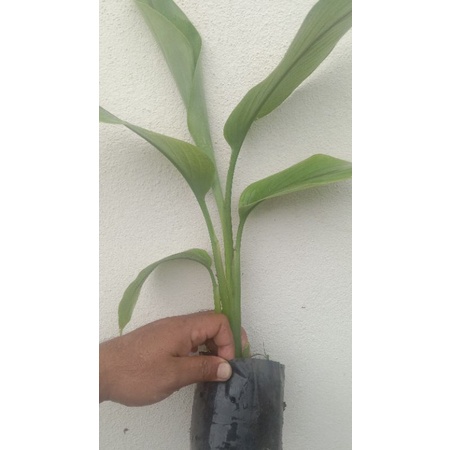 Pokok temu pauh. Dalam polybag saiz 6x5. | Shopee Malaysia