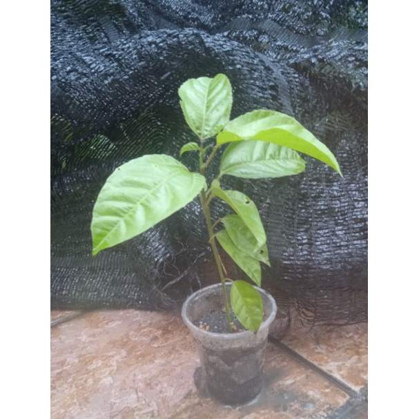 anak pokok markisa/passion fruit plant/白香果树苗 | Shopee Malaysia