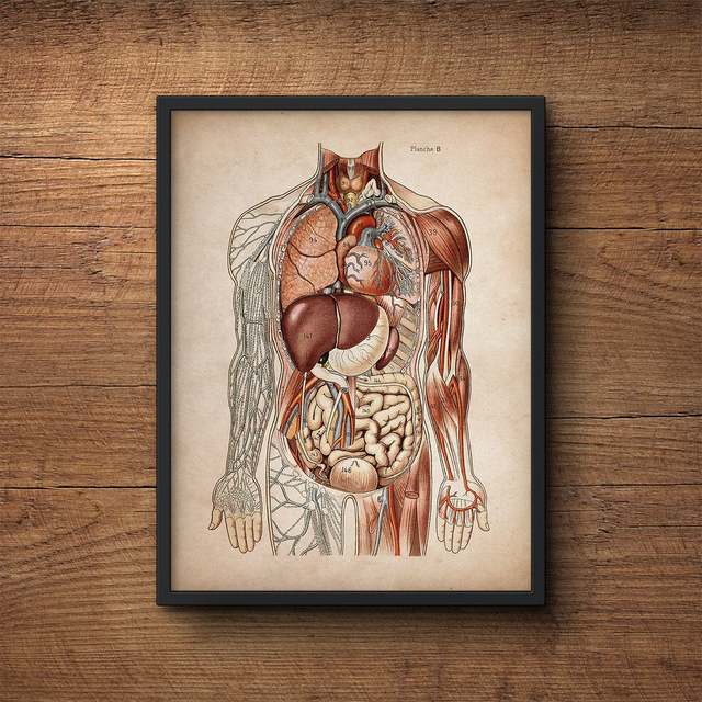 Vintage Human Muscular Anatomy Medical Clinic Wall Art Picture Skeleton ...