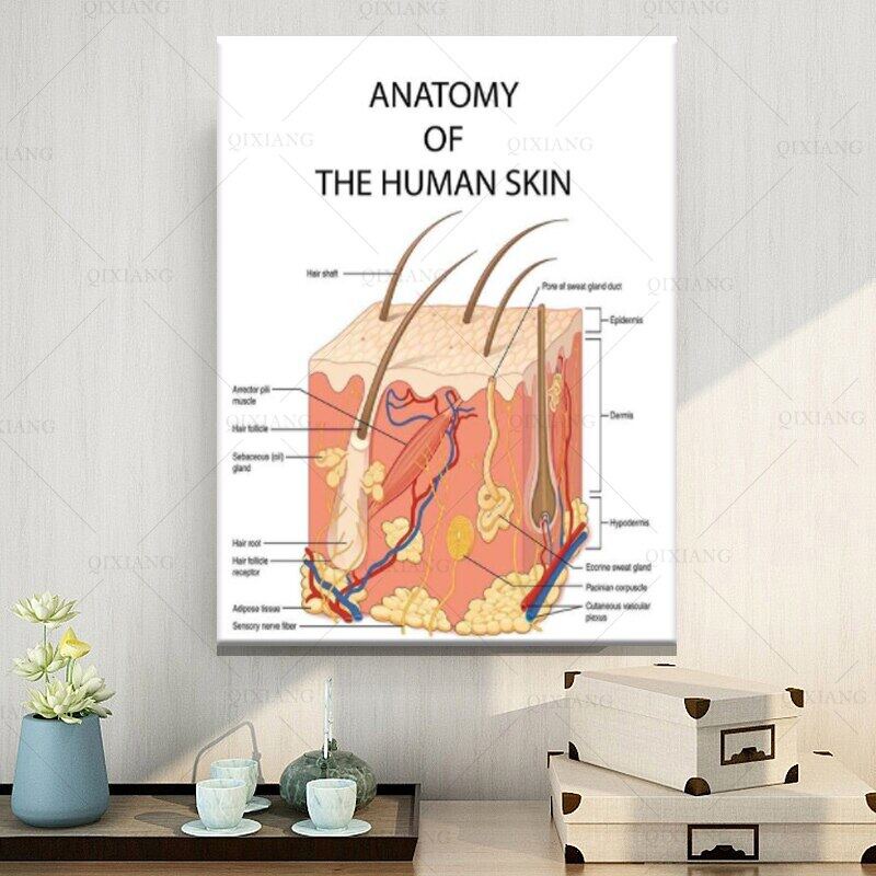 Educational Anatomy The Human Skin College University Medical Art ...