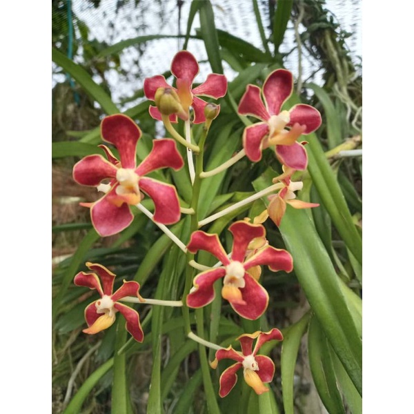 Vanda Mariae, bunga wangi , matured plant , jenis vanda pokok matang ...