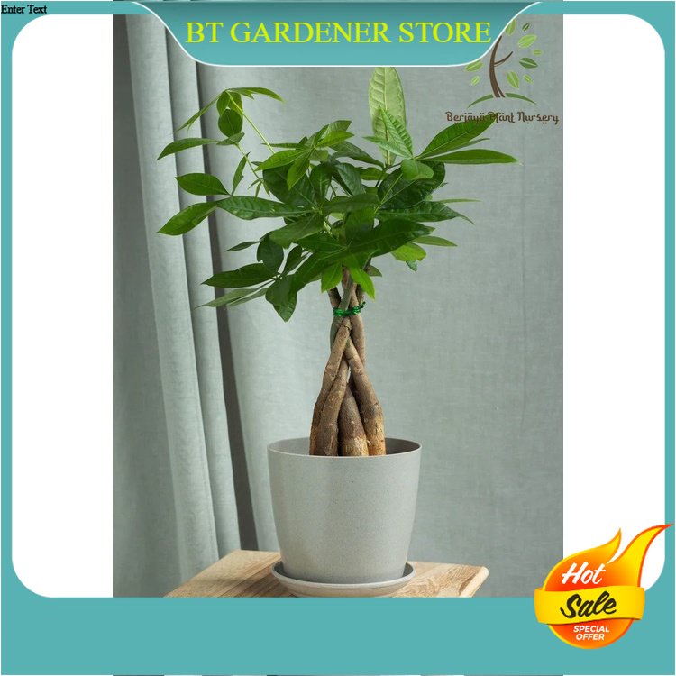 Money Tree Pachira Aquatica Pokok Bunga Hidup / Pokok Hiasan Dalam ...