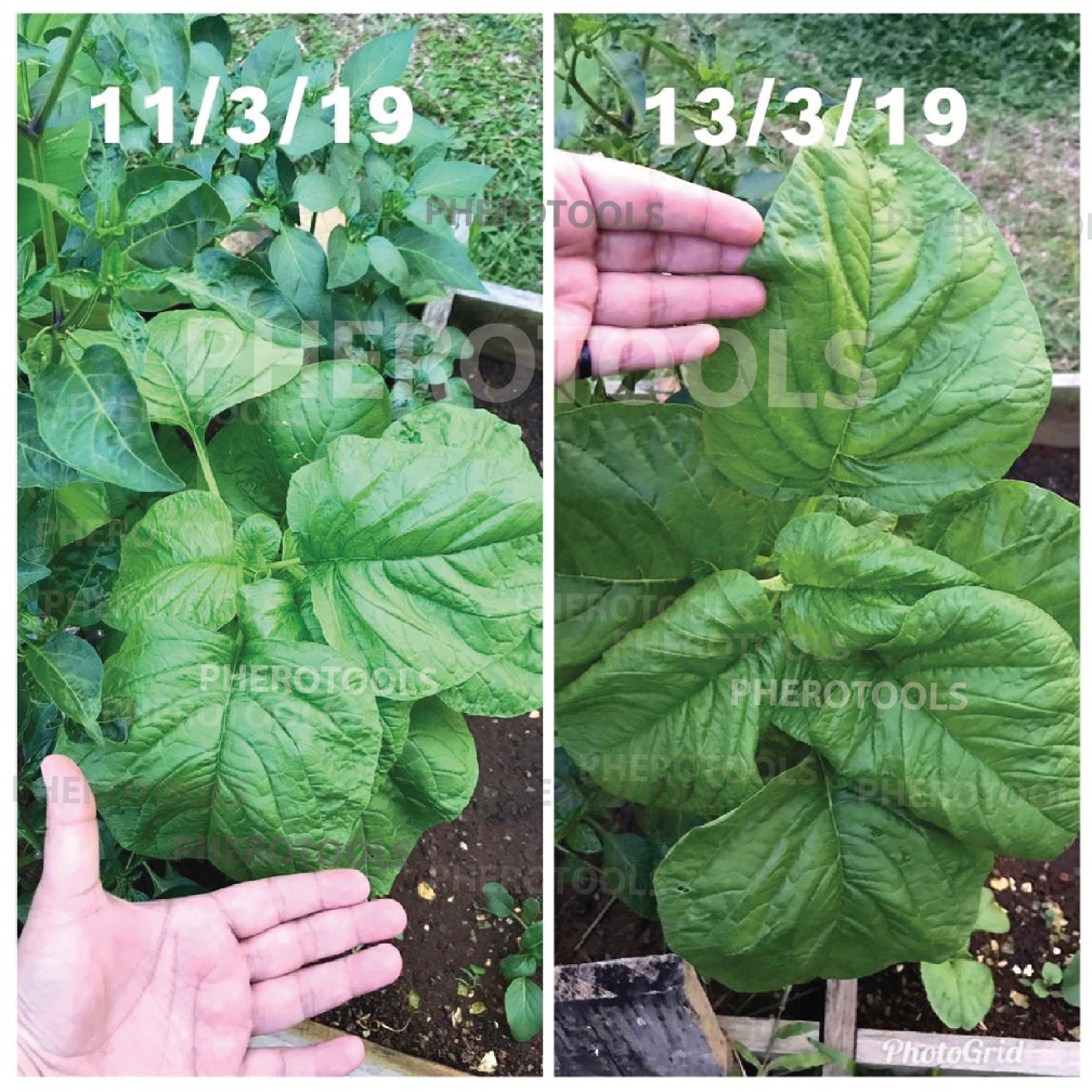 Chitosan - original Hormon Tumbuhan 1000ml BAJA Organik Kitosan ...