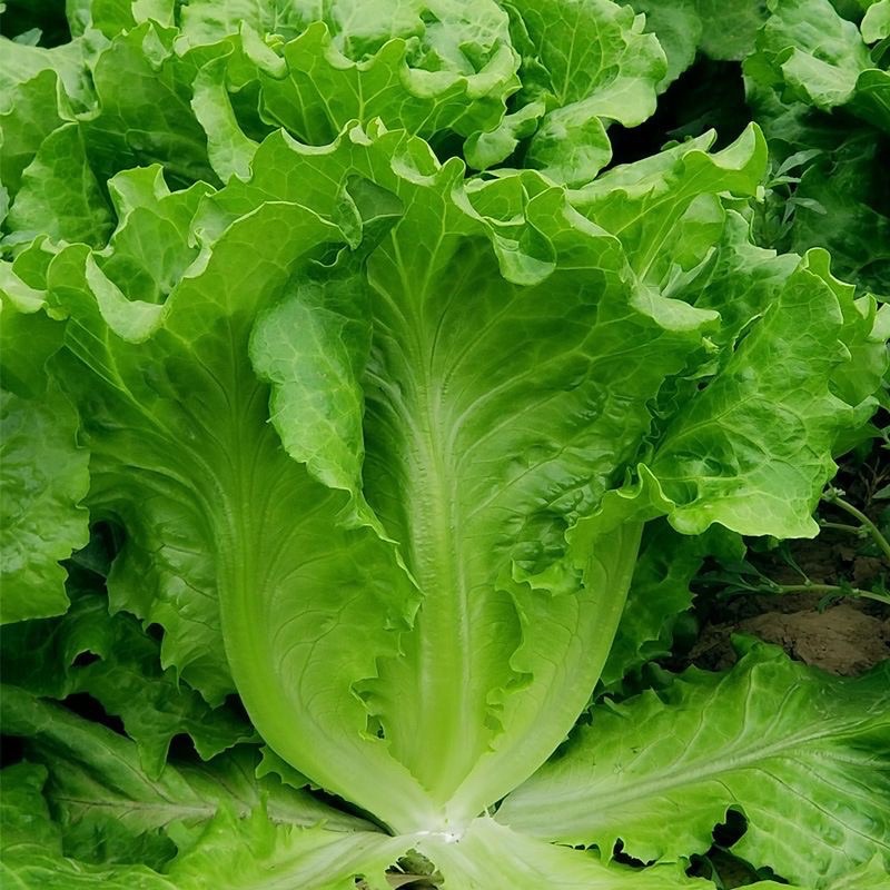 MSW 100pcs Lettuce Selada Lettuce seeds/蔬菜种子/Benih sayur/Vagetable ...