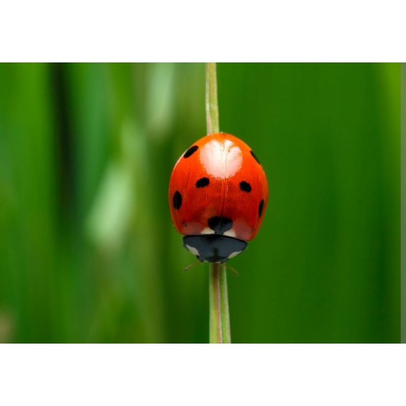 ladybird specimen, beautiful insect (died) | Shopee Malaysia