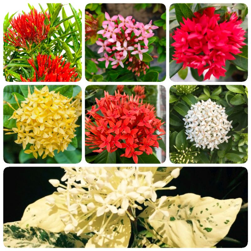 KK📌 | Ixora | Real Flower Plant | Fragrant | Pokok bunga | JDNursery ...