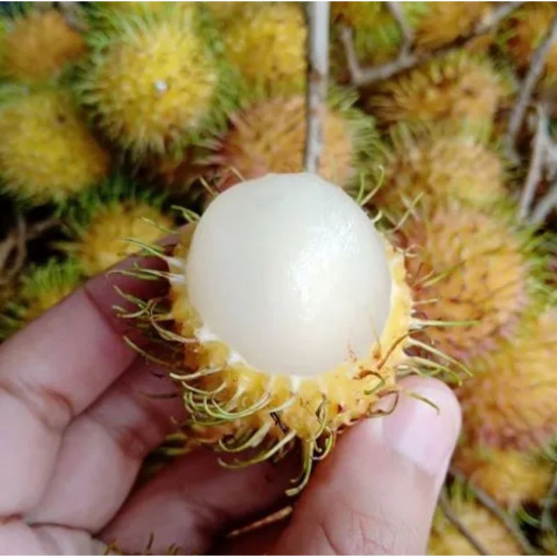 Pokok Rambutan Gading Kuning | Shopee Malaysia