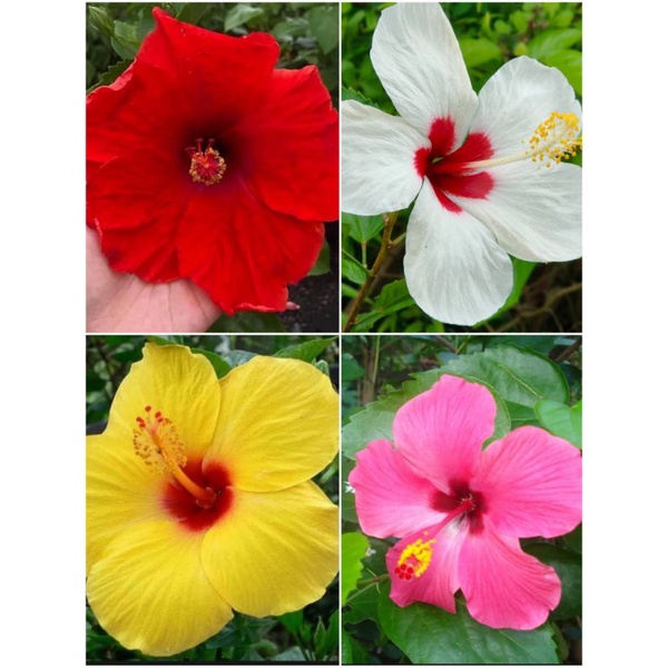 Bunga Raya Hybrid ( Pokok Sudah Berbunga)/Pokok Tut / Bunga Raya ...