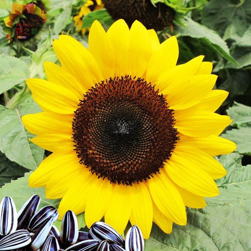 MSW 10pcs Benih Bunga Matahari Besar/Sunflower/sunflower seeds/biji ...