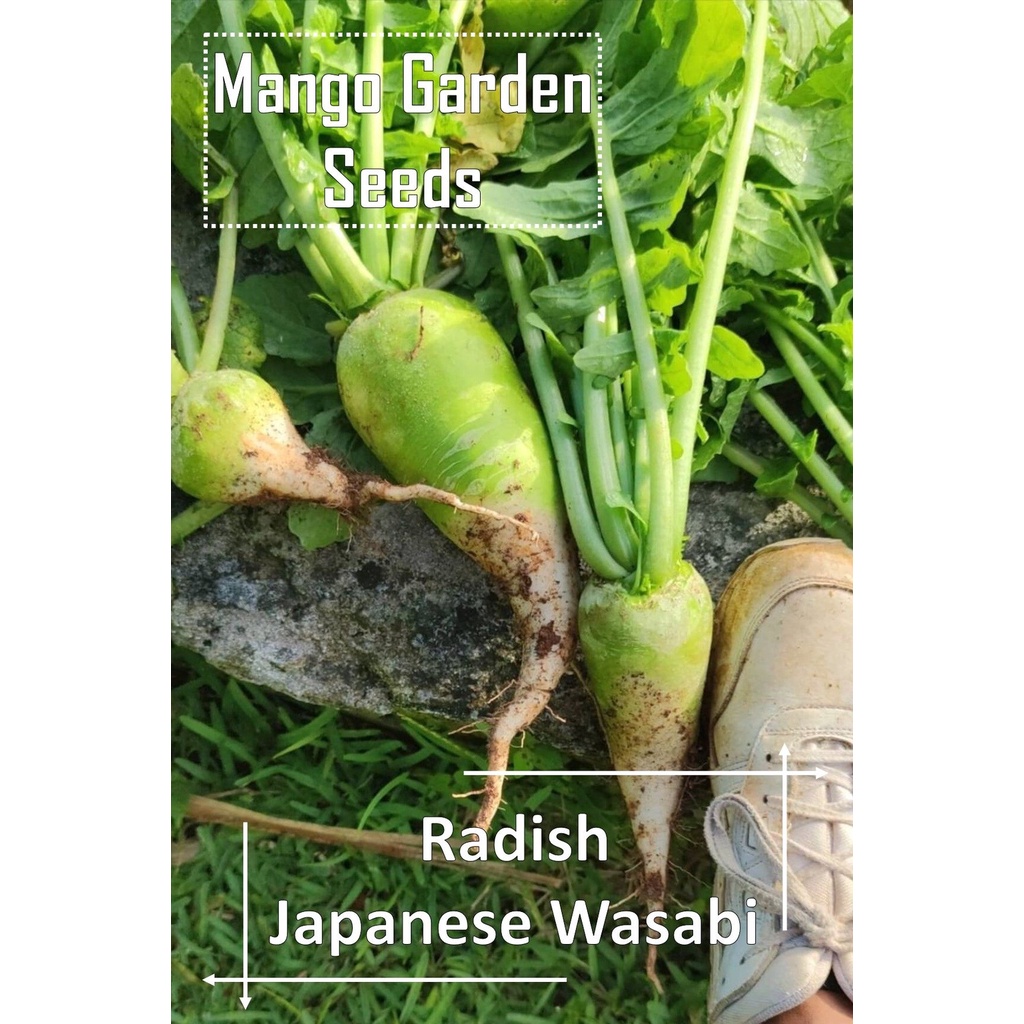 Japanese Wasabi Radish Seeds - 5 Seed *Pot Friendly* Tanam Pasu Lobak ...