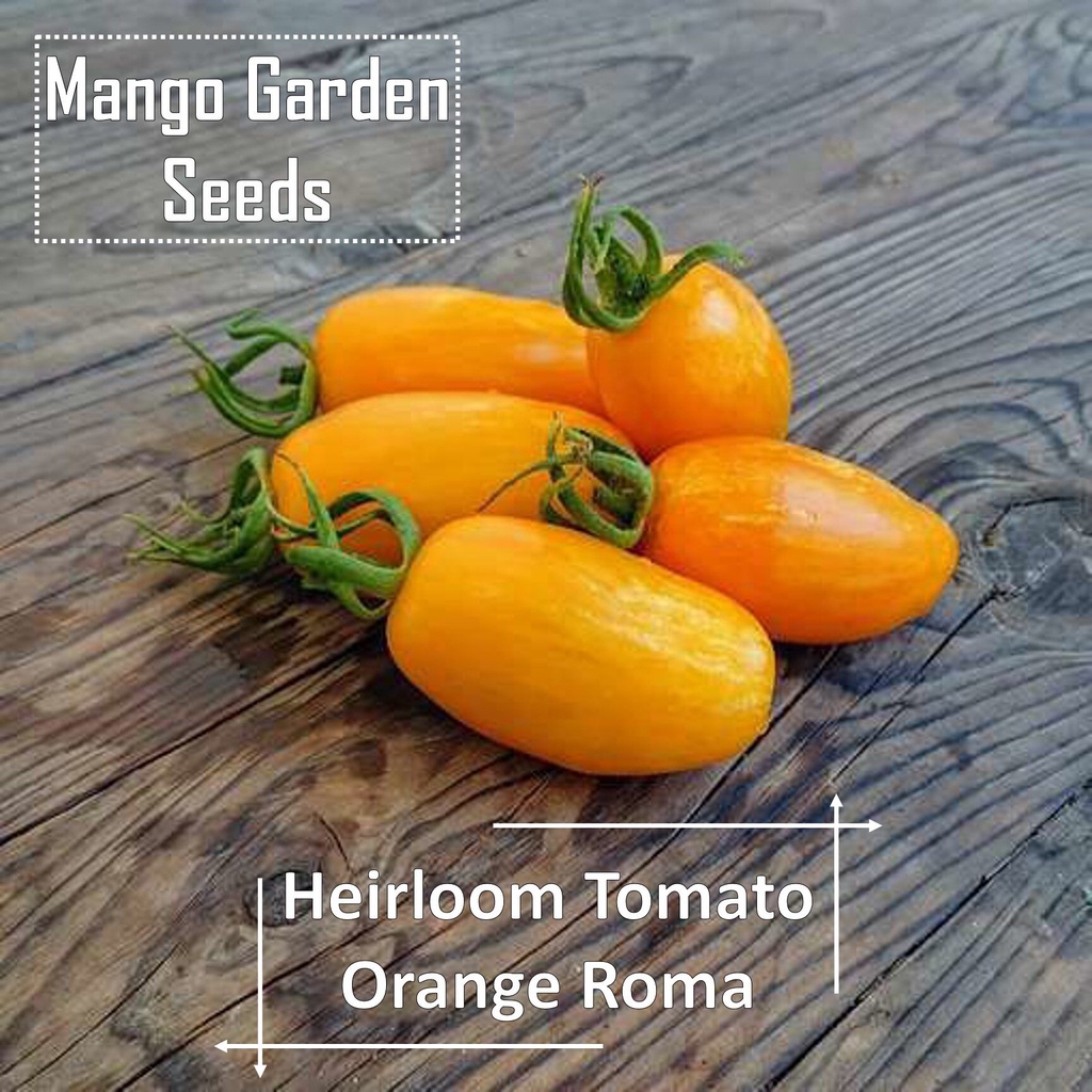 Heirloom Orange Roma Tomato Seeds - 20 Seed *Pot Friendly* Tanam Pasu ...