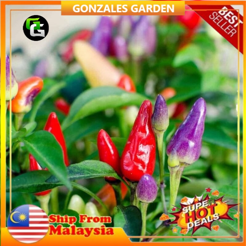 Anak Pokok Cili Ungu Pokok Rare Purple Chile | Shopee Malaysia