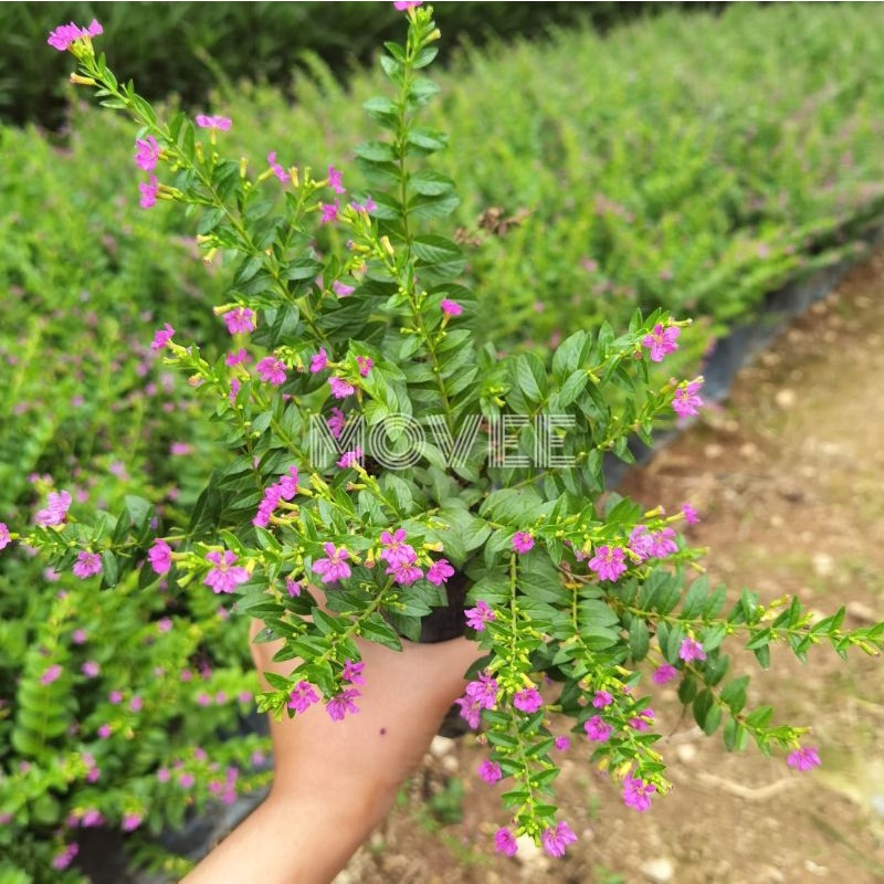 MOVEE - Real live plant [Cuphea Hyssopifolia 细叶雪茄花]Purple Flower ...