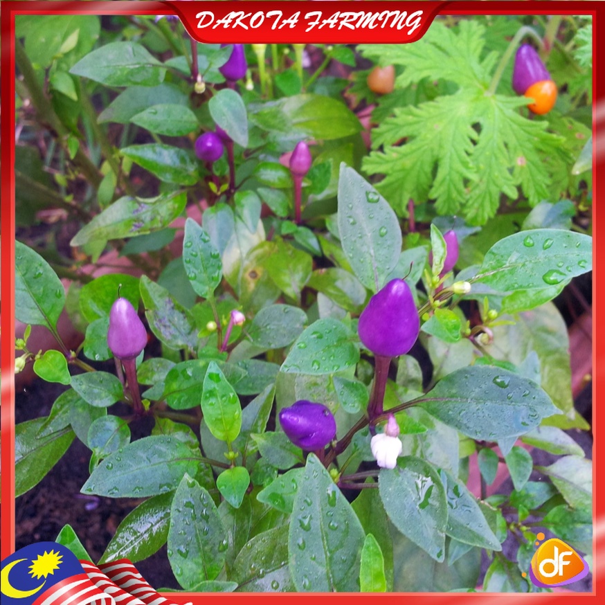 Anak Pokok Cili Ungu Purple Untuk Masakan | Shopee Malaysia