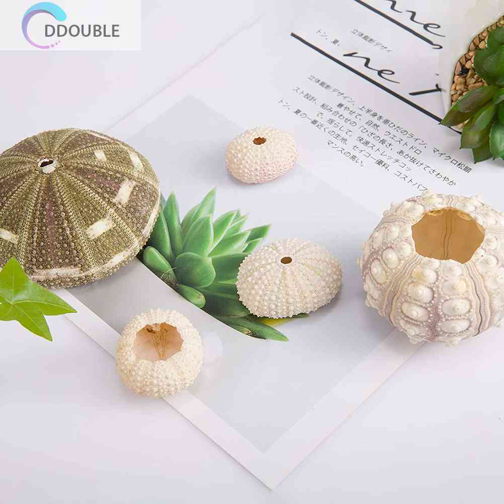 Coquillage Sea Urchin Natural Shell Conch Mediterranean Aquarium Bonsai ...