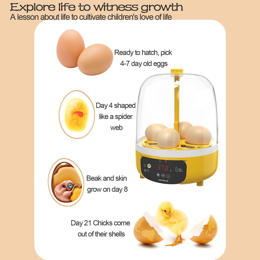 Chick Incubator Chicken Egg Incubator Automatic Incubator Mini ...