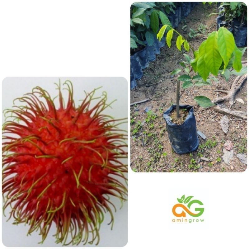 amingrow- 🌱Anak pokok Rambutan Deli (Nephellium lappaceum)- pokok buah🌱 ...