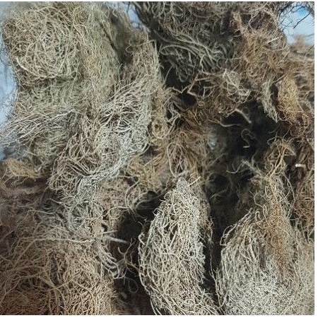 Akar Angin - Tahi Angin 50g | Shopee Malaysia