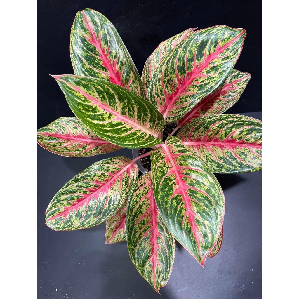 Aglaonema Koleksi pelbagai ID (Pokok Bunga Hidup/Pokok Hiasan Dalam ...