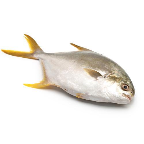 [Fresh] Ikan Bawal Emas (2 Ekor) 1kg | Shopee Malaysia