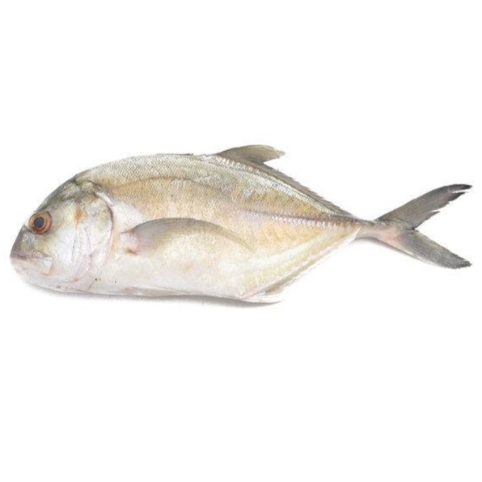 [Fresh] Ikan Nyok - Nyok (1kg) | Shopee Malaysia