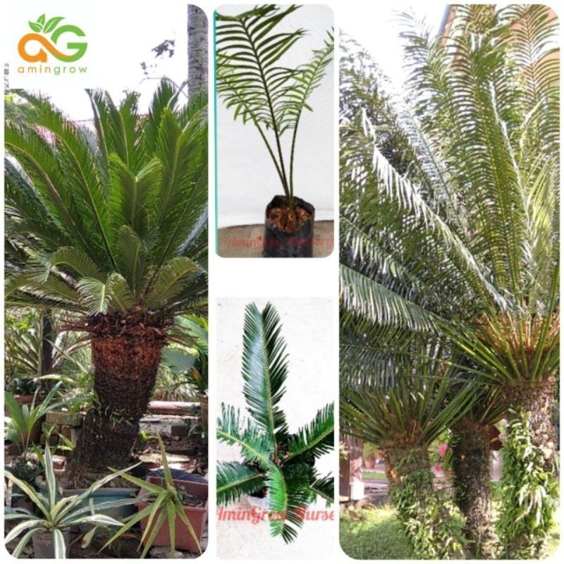 amingrow- 🌺Anak pokok paku aji/bogak (Cycas sp.)- pokok hiasan🌺 ...