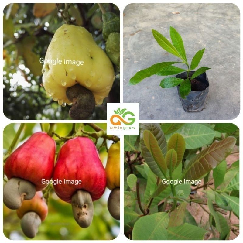 amingrow- 🌱Anak pokok gajus/janggus(Anacardium occidentale)- pokok ...